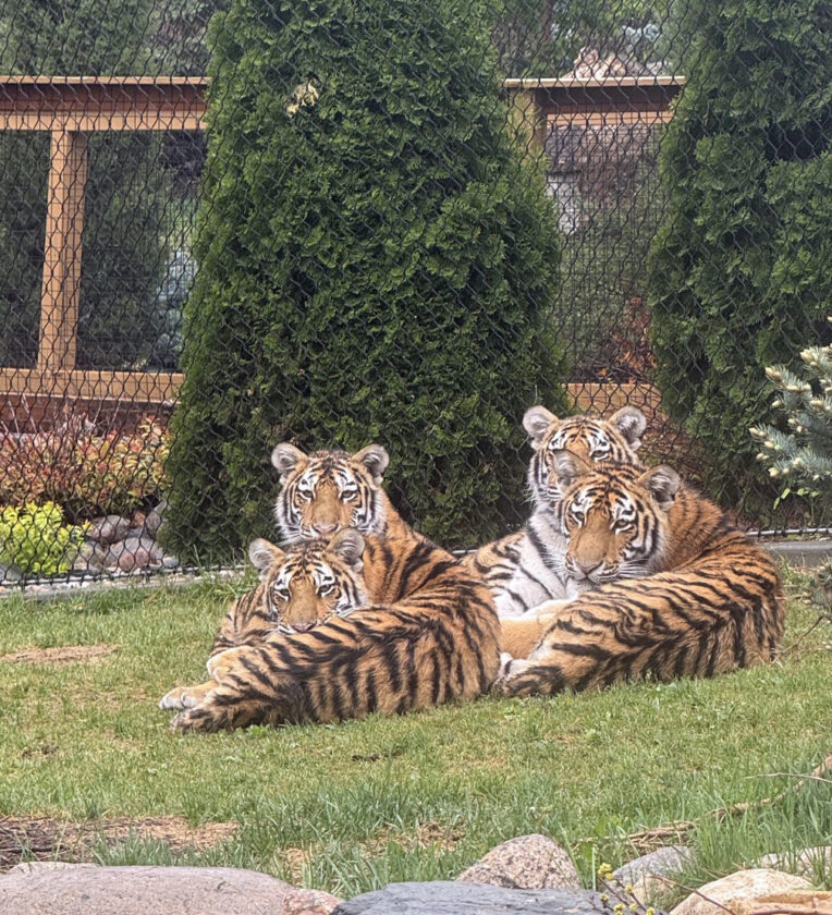 Amur tiger cubs conservation milestone for Minot zoo | News, Sports ...